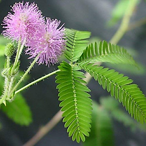 TickleMe Plant Grow Kit - You Tickle My Heart - Share Growing The Only Plant That Closes Its Leaves When Tickled or When Blown a KISS! Includes Soil Disk, Seeds, 4 inch Flower Pot. Easy to Grow.