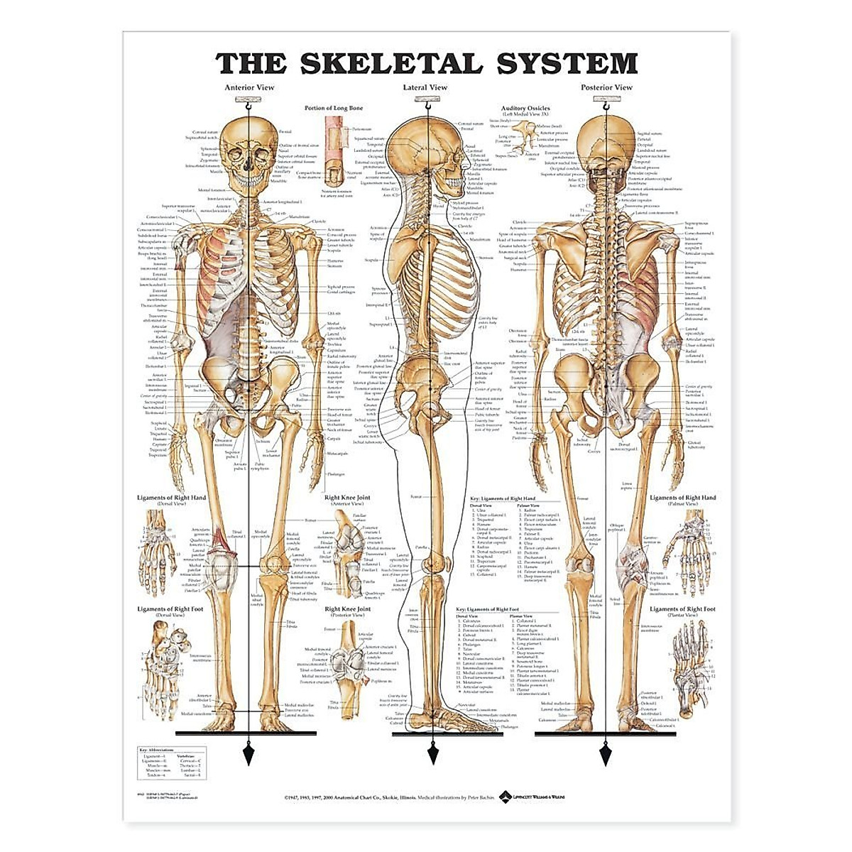 The Skeletal System Giant Chart