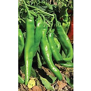 Big Jim Legacy Hatch Variety - 30 Seeds - Authentic Green Chile Flavor! Mild-Medium Heat