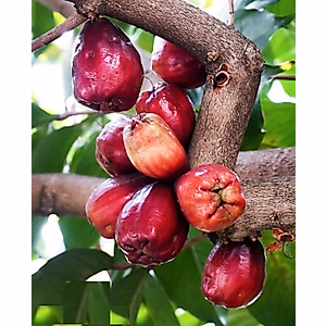 Malay Apple Tree Fruit Plant Live 3 to 8 Inch Tall Ornaments Perennial Garden Simple to Grow Pot