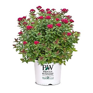 Proven Winner Double Play Doozie Spirea, 2 Gal, Red to Purple Flowers