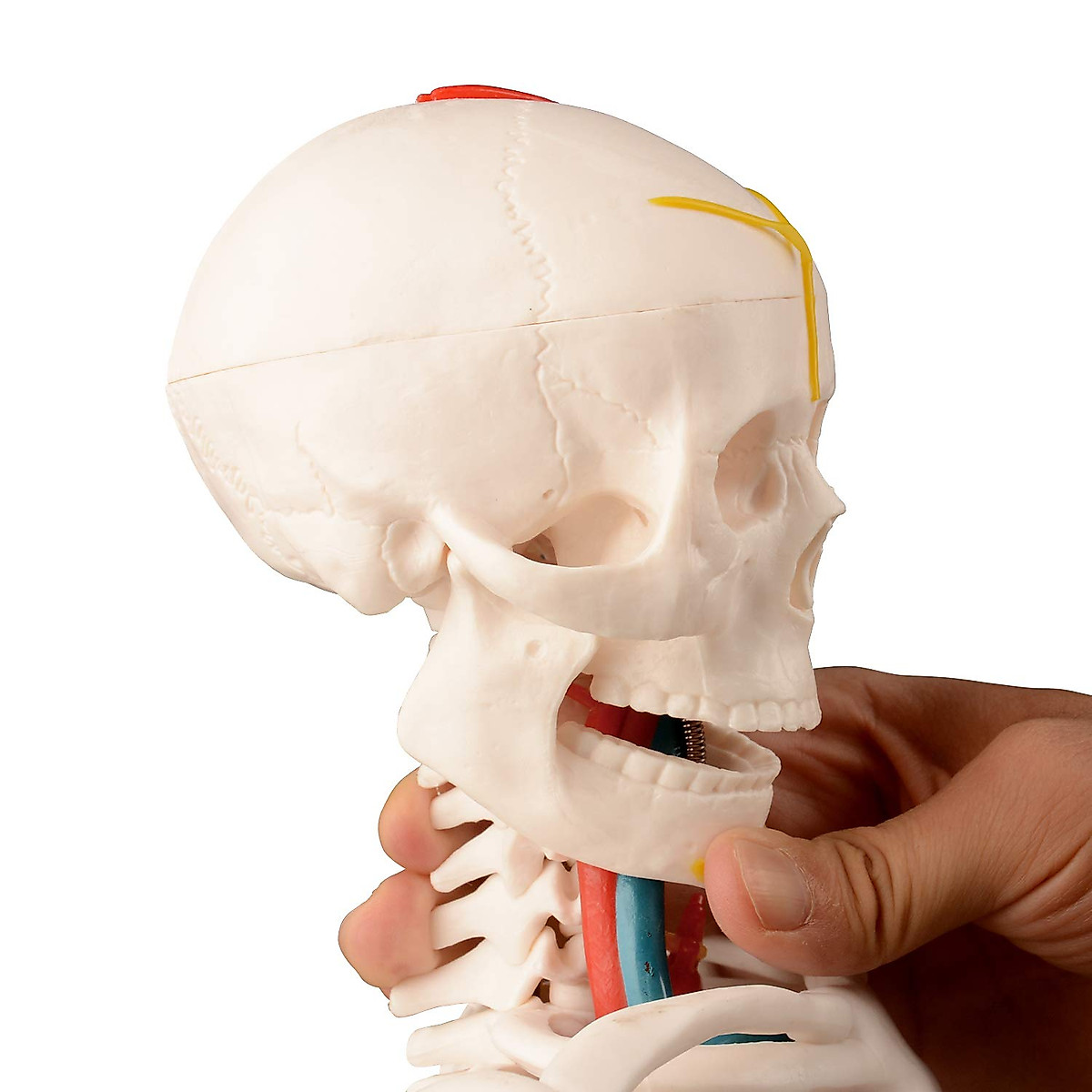 Ultrassist Human Anatomical Skeleton Model, 34" Half Life Size Human Skeleton Replica with The Heart, Spinal and Peripheral Nerves, Veins and Arteries, Vascular Human Skeleton for Human System Study