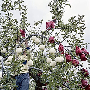 QAUZUY GARDEN 20 Rare White Apple Seeds (Malus Domestica) Non-GMO Rare Apple Tree Seeds Extremely Hardy Early Ripening Fruit Tree to Plant Garden Yard Outdoor