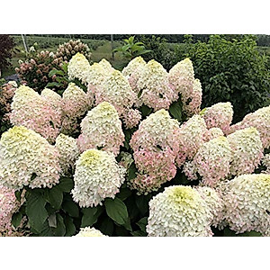 4.5 in. Qt. Quick Fire 'Fab' Hydrangea, Live Plant, White and Pink Flowers
