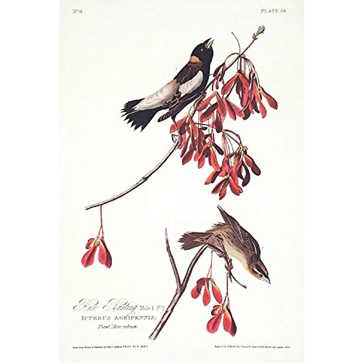 Rice Bunting. From"The Birds of America" (Amsterdam Edition)