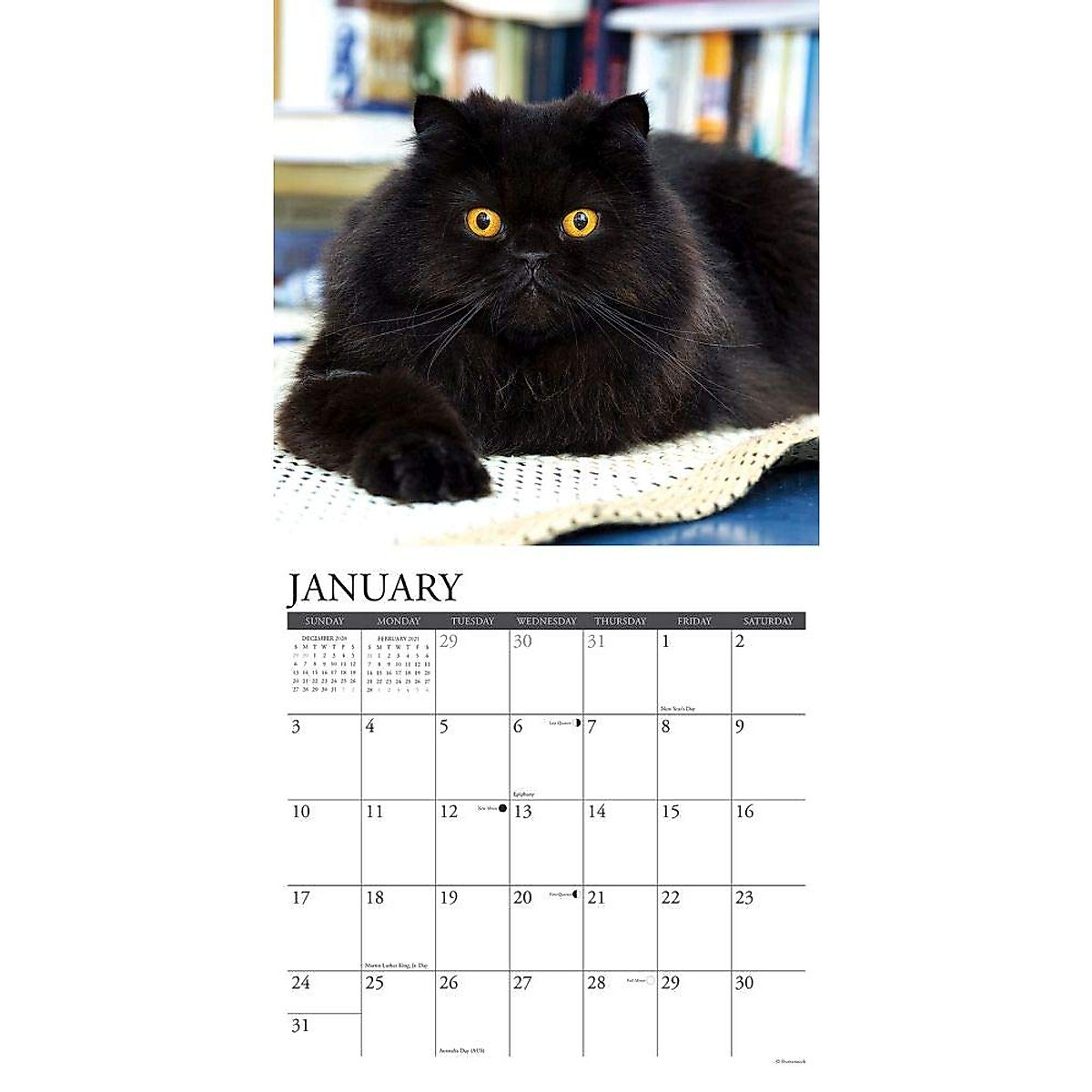 Just Black Cats 2021 Wall Calendar