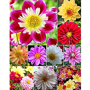 120+ Mixed Rare Dahlia Flower Seeds Spectacle Perennial Flowers Plant for Bonsai in Home Garden