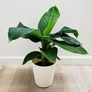 Seeds4planting - Seeds Ornamental Banana Exotic Tree Indoor Dwarf Perennial Flowers Non GMO