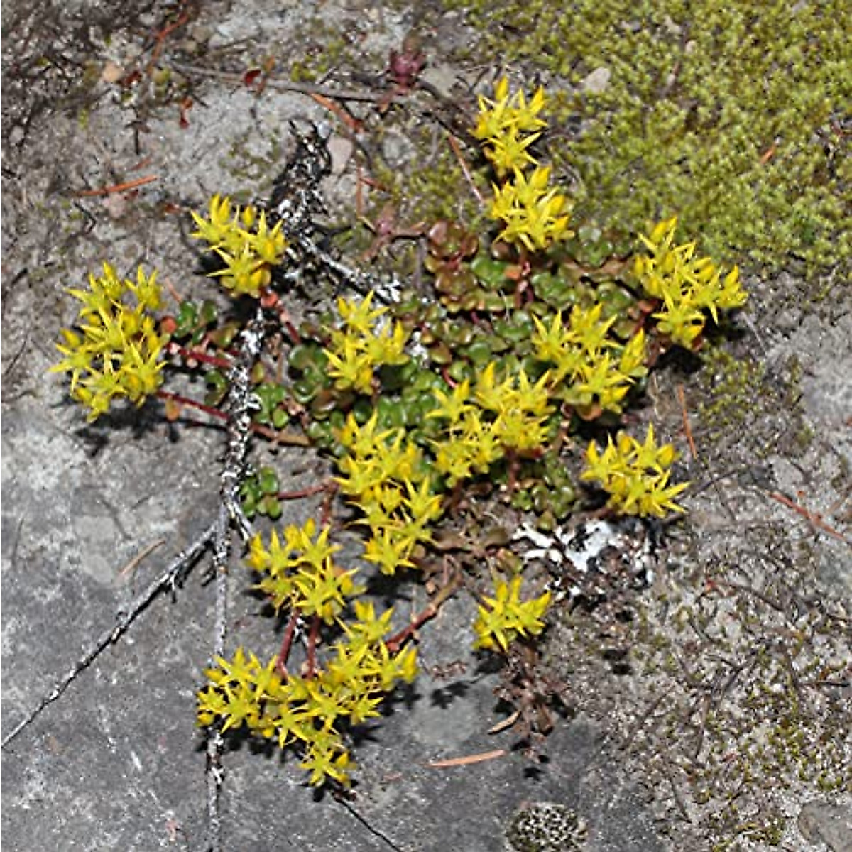 CHUXAY GARDEN 200 Seeds Sedum Oreganum Seeds,Oregon Stonecrop,Sedum ...