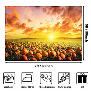 Avezano Fall Pumpkin Patch Backdrop Sunlight Pumpkin Pasture Background Harvest Autumn Thanksgiving Baby Shower Bday Party Portrait Studio Photobooth Props 7x5 ft, 83x59 inch