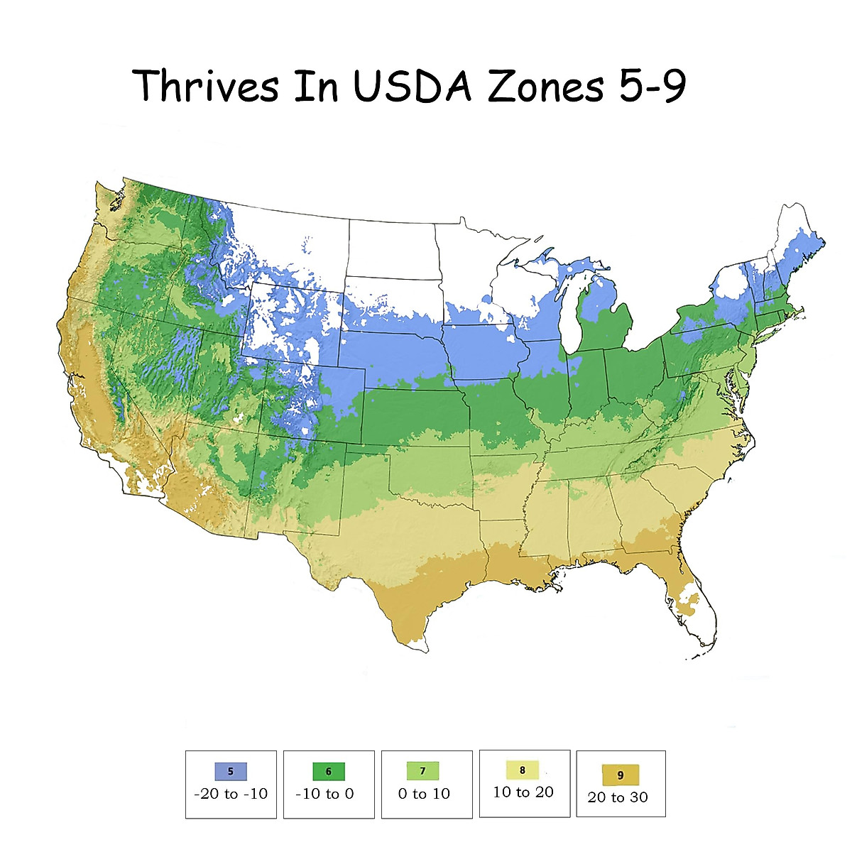 2 Gal. Pugster Ameythst Buddleia Shrub