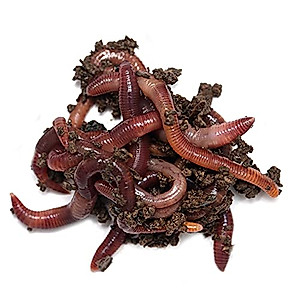 Best Value! 2000+ Red Wigglers Composting Worms Perfect for Worm Composting with Guaranteed Live Delivery Approximately 2 Pound Live Red Wiggler Worms Fast Delivery! (2000)