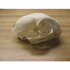 Real Bone Bobcat Skull.