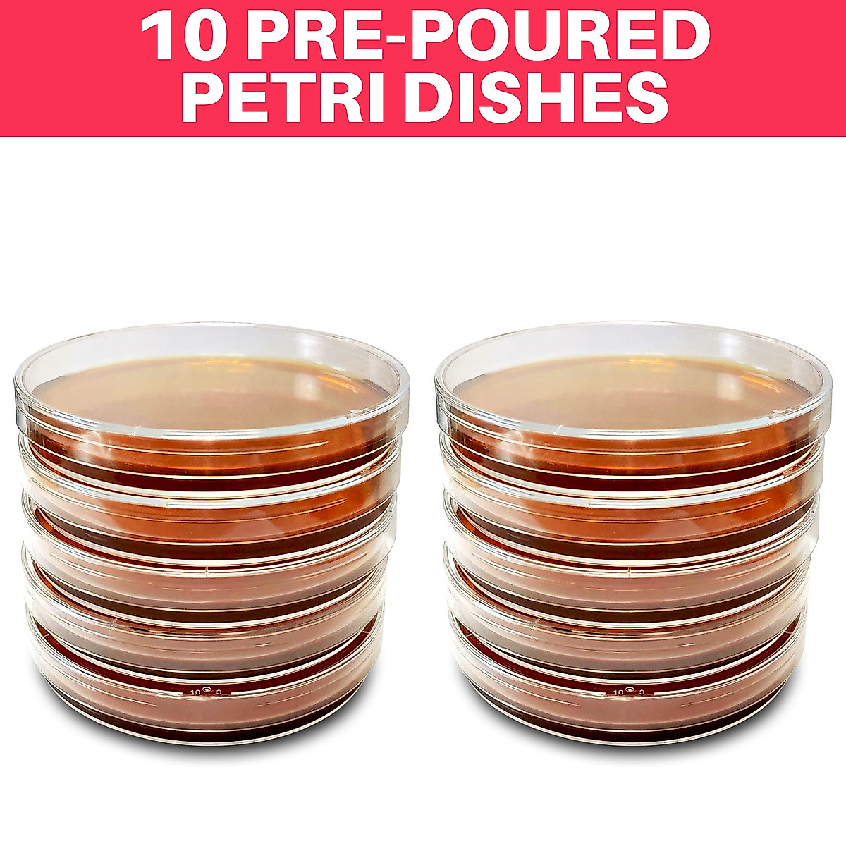 Yeast Peptone Dextrose (YPD) Agar Plates - Evviva Sciences - Great for Yeast Cultivation - 10 Prepoured YPD Petri Dishes - Great for Science Projects