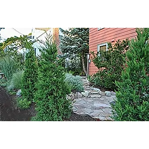 Hetzi Juniper | 3 Live Gallon Size Trees | Juniperus Chinensis | Drought Tolerant Cold Hardy Evergreen Privacy Screening Plants