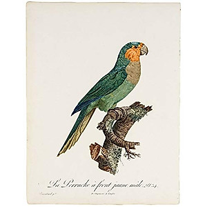 [Blue-Fronted Amazon] La Perruche α front jaune, mΓle.