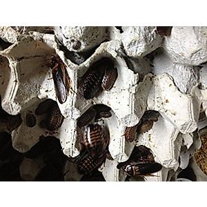 Dubia Roaches 100 Mixed Size for Feeding Reptiles by Copper Dragon's Roaches