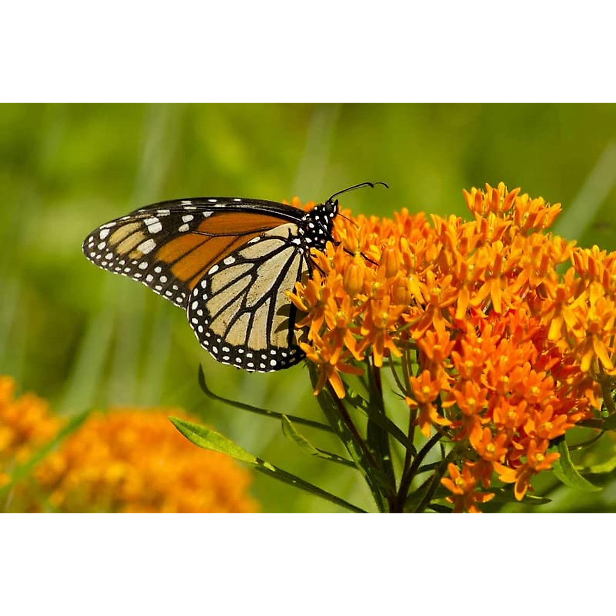 800+ Milkweed Seeds for Monarch Butterflies Heirloom Non-GMO Untreated, Butterfly Milkweed Seeds for Planting Home Garden