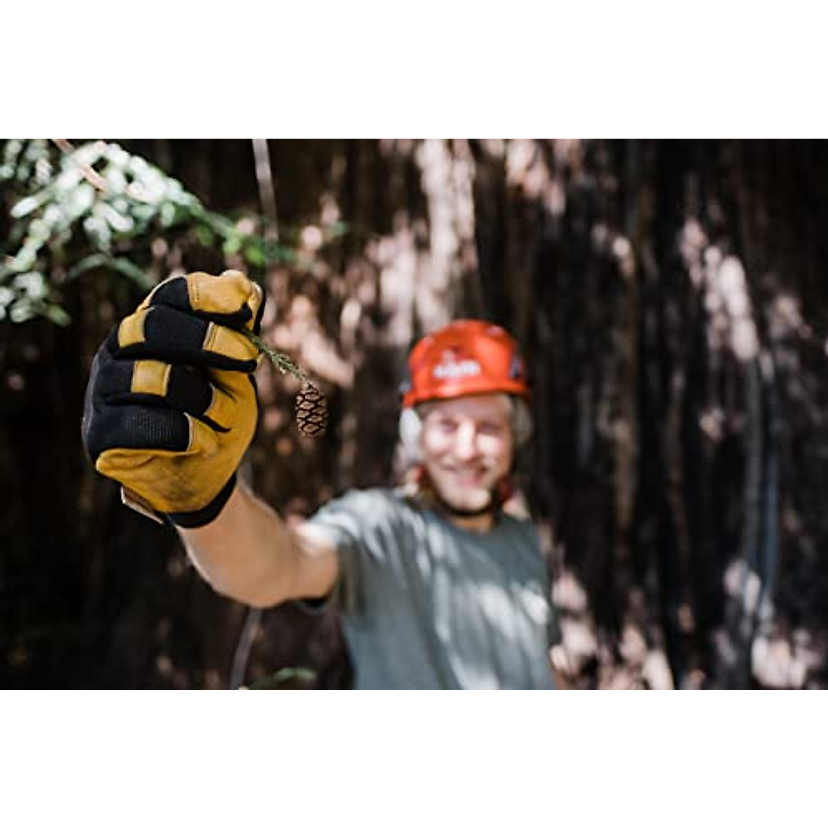 Coast Redwood | Medium Tree Seedling | The Jonsteen Company