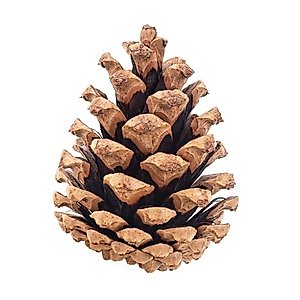 20 PineCones 3" to 4" Tall, Bulk Package in a Protective Box, Bug Free, All Natural, UNSCENTED, Perfect for Crafts, Christmas Trees, Firelighting, by Billy Buckskin Co.