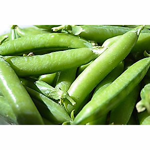 Sugar Snap Pea Seeds for Planting - Pisum Sativum - Heirloom Non-GMO Vegetable Seeds for Planting a Home Garden by RDR Seeds