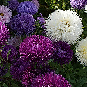 Outsidepride Tiger Paw Aster Gremlin Garden Flower Plant Seed Mix - 1000 Seeds