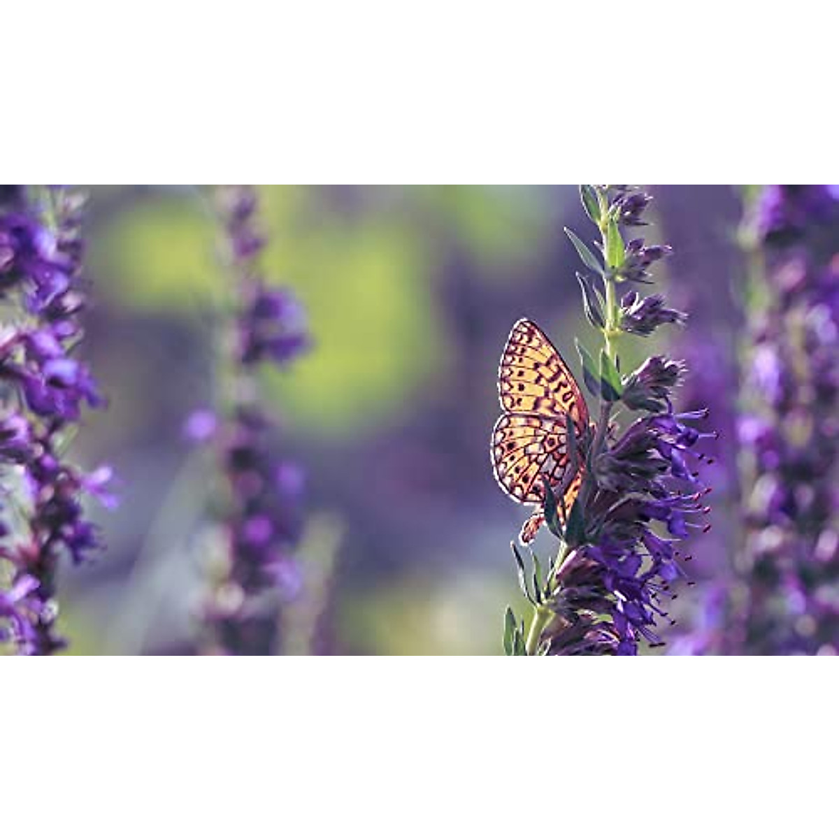 Sow Right Seeds - Anise Hyssop Seed for Planting - Medicinal Herb to Plant in Your Home Garden - Attracts Pollinators - Stunning Purple Flowers - Non-GMO Heirloom Seeds - Great Gardening Gift