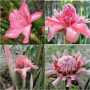 CHUXAY GARDEN 20 Seeds Pink Etlingera Elatior,Torch Ginger,Ginger Flower,Torch Lily,Philippine Wax Flower Seasoning Flowering Plants Excellent Addition to Garden