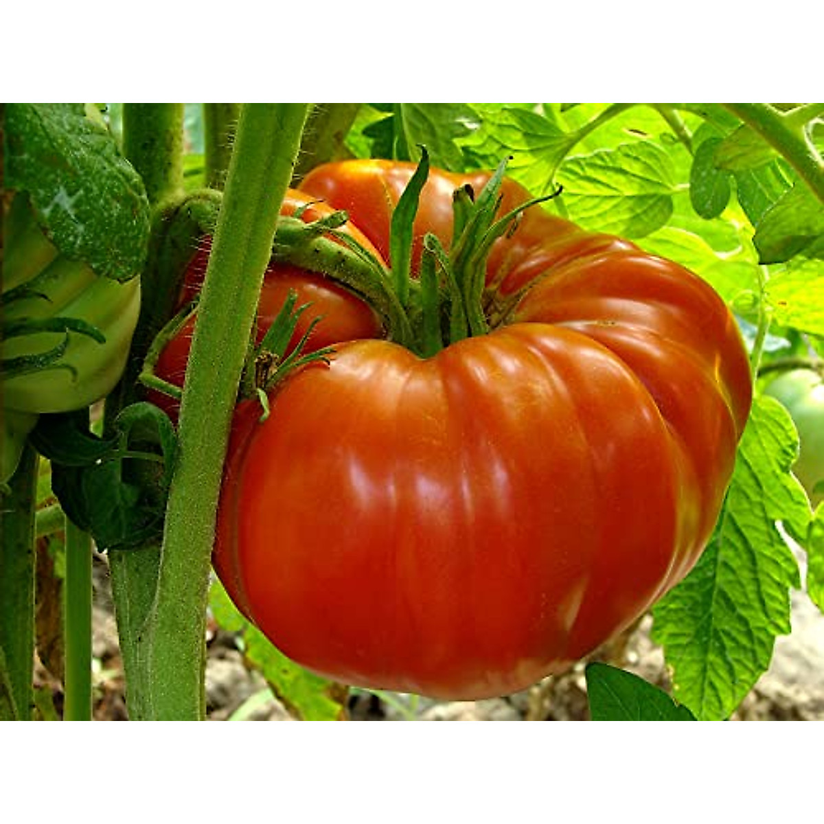 "The Delicious Giant" Beefsteak Tomato Seeds for Planting, 50+ Heirloom Seeds Per Packet, Non GMO Seeds, Botanical Name: Solanum lycopersicum, Can Grow to 1 Pound! Great Gift