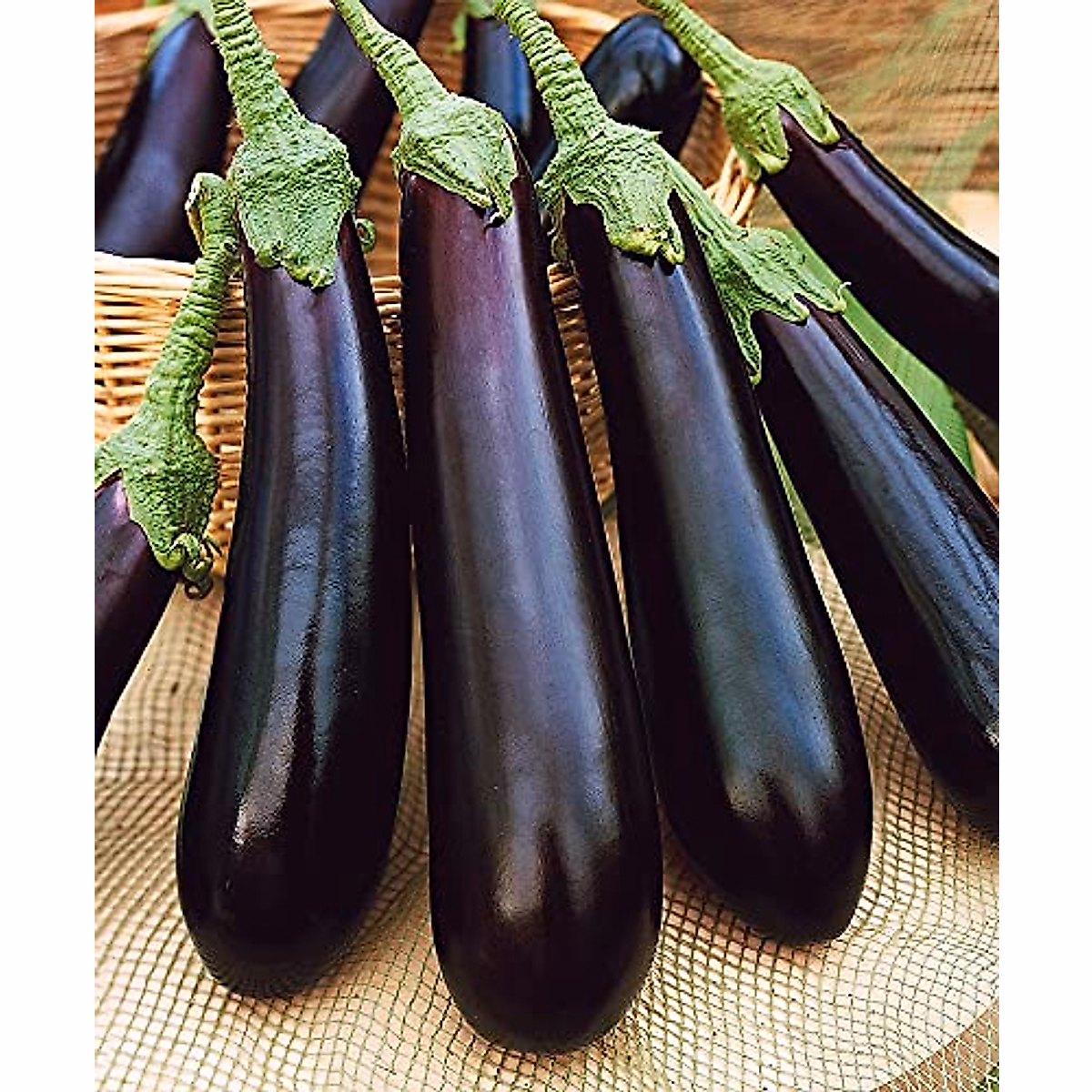 RAISE ME UP: Seeds Black Eggplant Long Pop Non GMO Heirloom