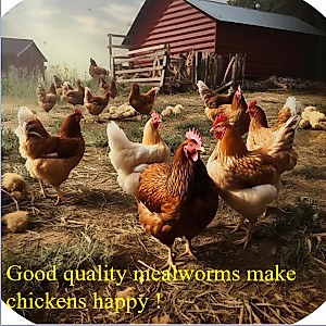 Classic Flock 10.5lb Mealworms - High Protein, Pure Natural, Delicious - Ideal for Chickens, Birds, Ducks, Lizards, Turtles, Fish, and Reptiles, 10lbs Meal Worms