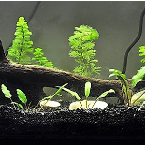 1 LB Gorgeous Aquarium Decoration - Aquarium Black Bottom Sand - Succulents Pavement