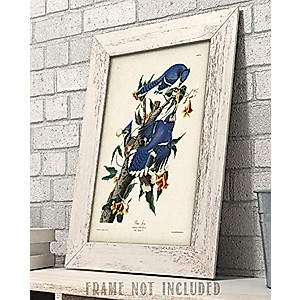 Blue Jays - 11x14 Unframed Art Print - Great Home Decor and a Great Gift for Bird Watchers Under $15