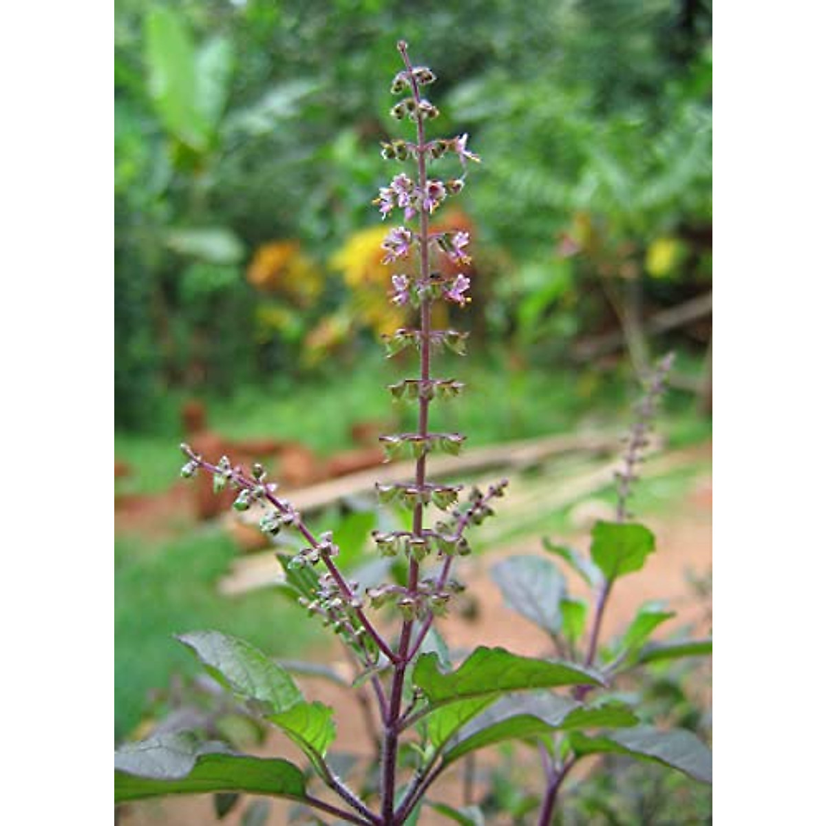 100+ Krishna Tulsi Holy Basil Seeds Red Leaf Indian Sacred Red Leaf Herb Tulasi Thulasi Shayam Heirloom Non-GMO Fragrant Grown in USA