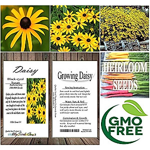 Big Pack - (100,000+) Black Eyed Susan Flower Seeds - Self Reseeds Rudbeckia hirta - Perfect Golden Cut Flowers - Flower Seeds by MySeeds.Co (Big Pack - Black Eyed Susan)