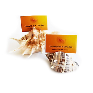 Set of 50 Genuine Seashell Place Card Holders Beach Wedding Favor Nautical Party Decor Sea Shell Table Sets