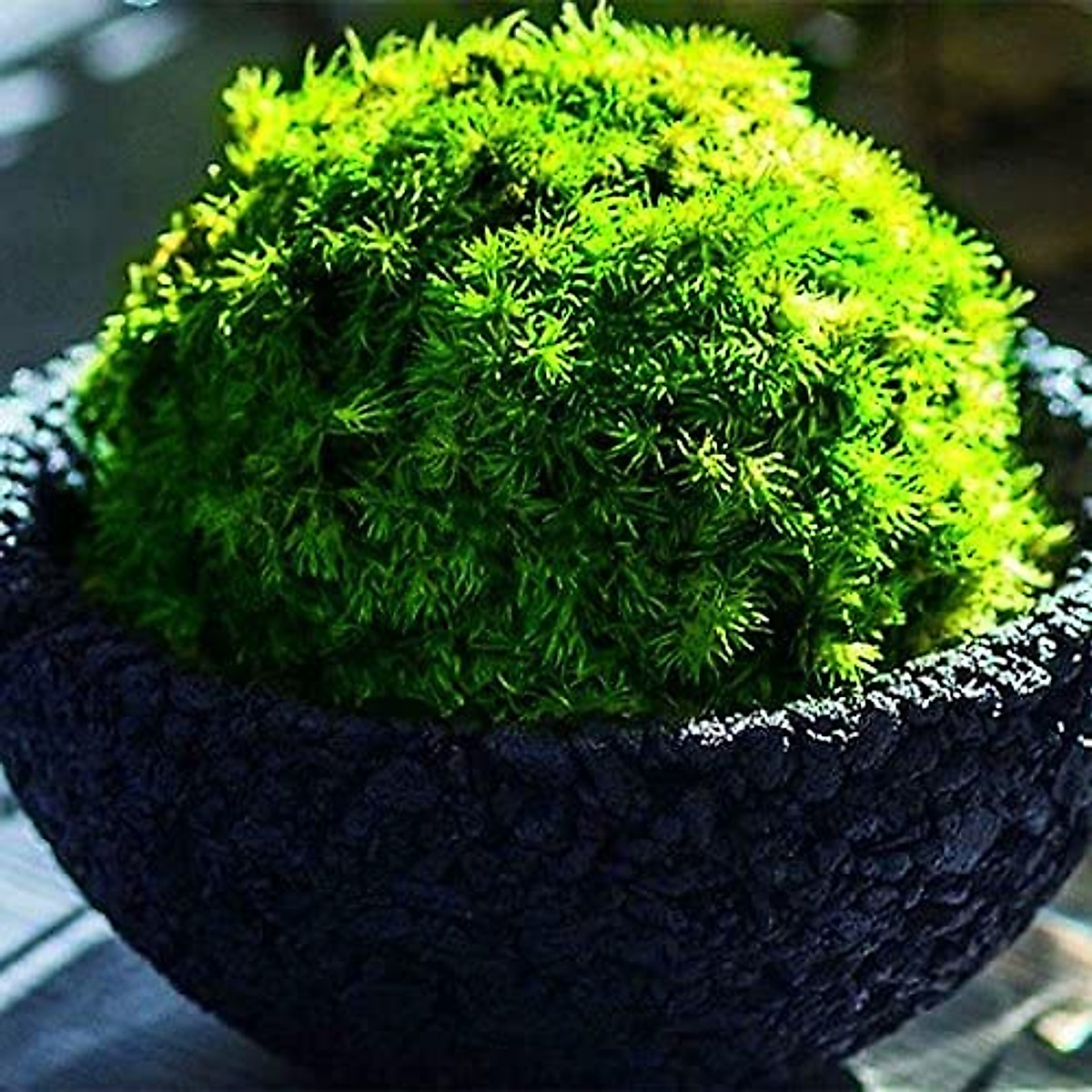 100Pcs/Pack Moss Seeds Home DIY Bonsai Decoration Grass Seeds Potted Plants Seeds