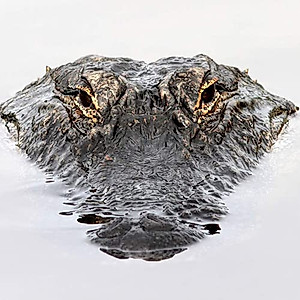 GARTENGERATE Pond Floating Alligator Head Decoy, Outdoor Pools Float Fake Gator Head Deterrent Ducks, Crocodile Head for Decorations, Swimming Pool, Koi Pools, 13 x 5.5 x 2.8 Inches