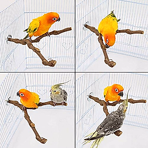 PINVNBY Natural Parrot Perch Bird Stand Pole Wild Grape Stick Paw Grinding Fork Parakeet Climbing Standing Branches Toy Chewable Cage Accessories for Small Lovebirds Budgies Cockatiels 2PCS