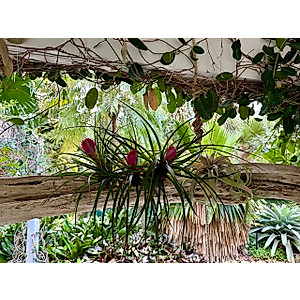 ragnaroc Live Air Plants – Flowering Tillandsia Cyanea, Giant 15-18" - 1ct - Live Arrival Guaranteed - House Plants for Home Decor & Gift