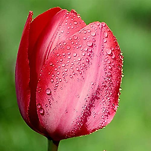 QAUZUY GARDEN Red Matador Jumbo Tulip 100 Seeds Liliaceae Perennial Showy Stunning Spring Bulbs Seeds for Garden Home Striking Flower Easy to Grow