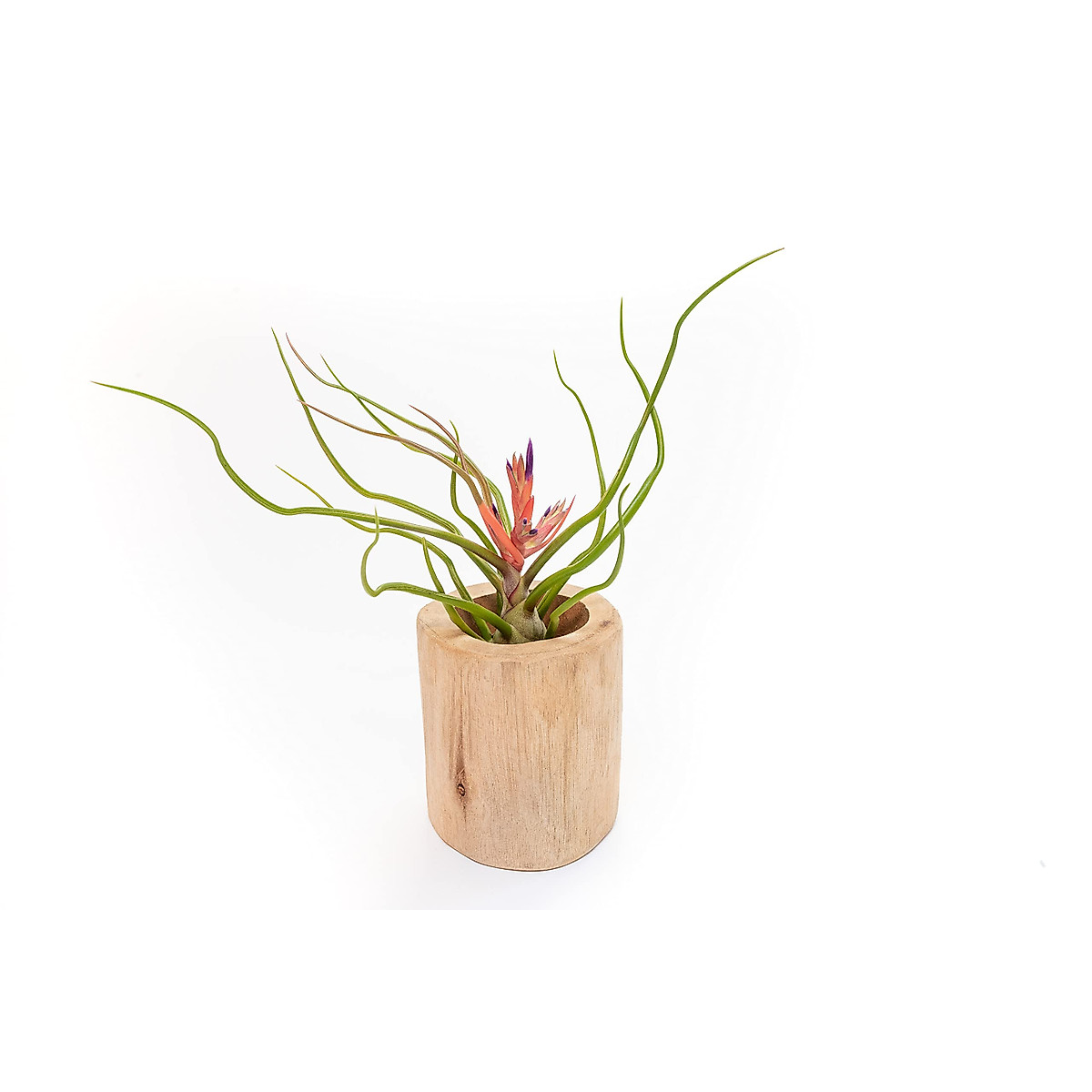 Air Plant Shop Large Bulbosa Belize Air Plants - Succulents - Live Tillandsia - Easy Care Indoor and Outdoor House Plants (Pack of 1)