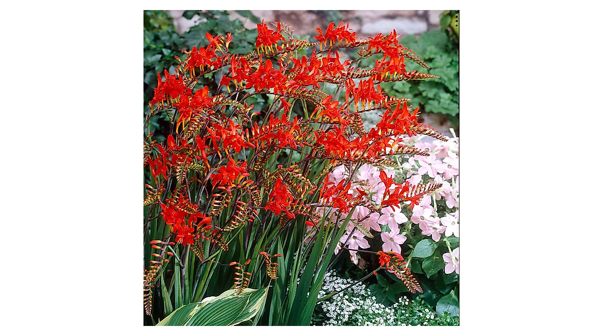 Buy 10 Red Crocosmia Lucifer Bulb Corms for Gardens & Pots