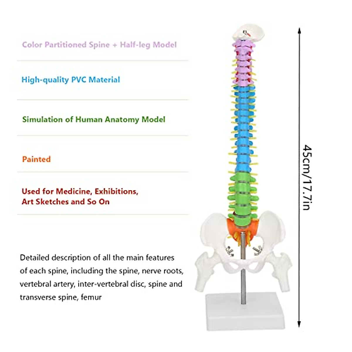 Human Spine Model Colored Flexible Scientific Anatomical Human Skeleton Spine Model Anatomy Model Including Spine Nerve Roots Vertebral Artery Transverse Spine Femur 45cm/17.7in