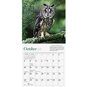 Audubon Little Owls Mini Wall Calendar 2021