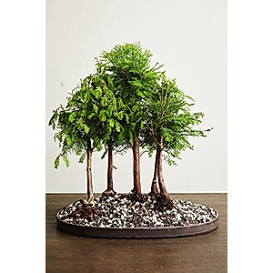 Bonsai All-Purpose Fertilizer by The Bonsai Supply – 2Lbs| Quick Results | Micro Nutrients for Vital Bonsai Health