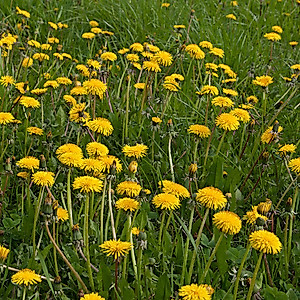 Frontier Co-op Organic Cut & Sifted Dandelion Leaf 1lb