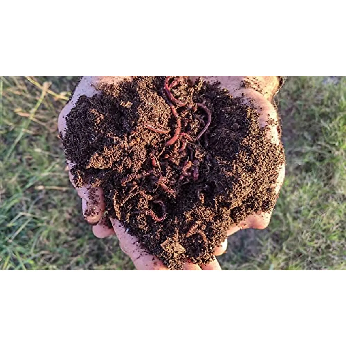 BROTHERS WORM FARM - 100 Live Red Wiggler Composting Worm Mix. Worms for Composting and Creating Worm Castings at Home. Ideal for Worm Composters, Gardens, and Worm Bins.
