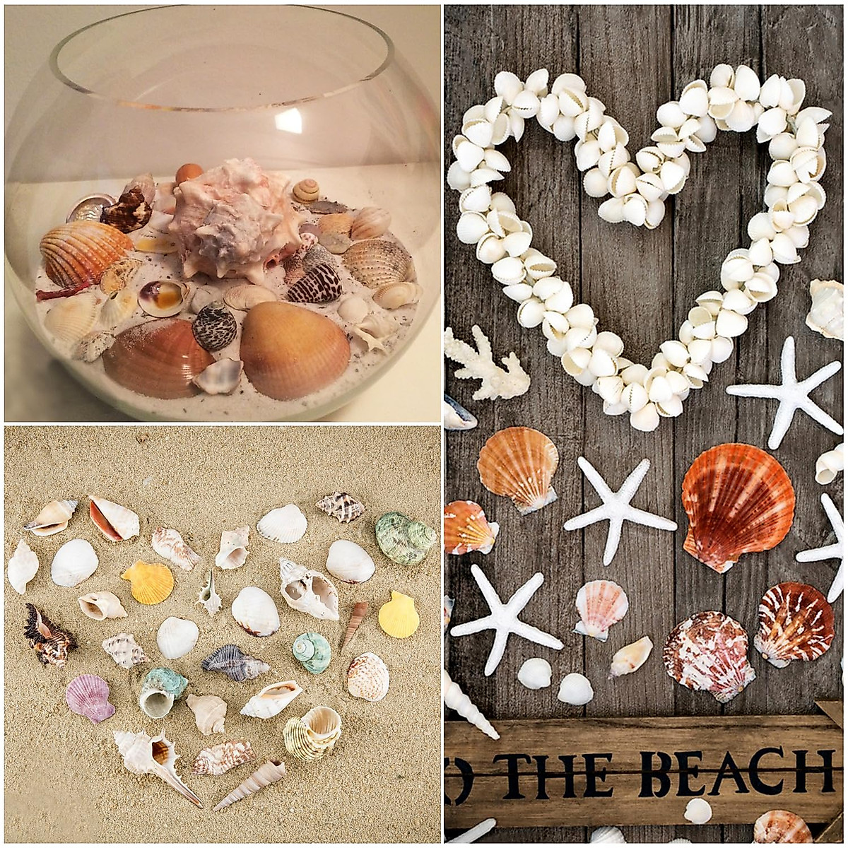 Jangostor Sea Shells Mixed Ocean Seashells, 1.2"-3.5" Various Sizes Beach Seashells and Natural Starfish for Vase Fillers Fish Tank Beach Themed Party Home Wedding Decorations DIY Crafts