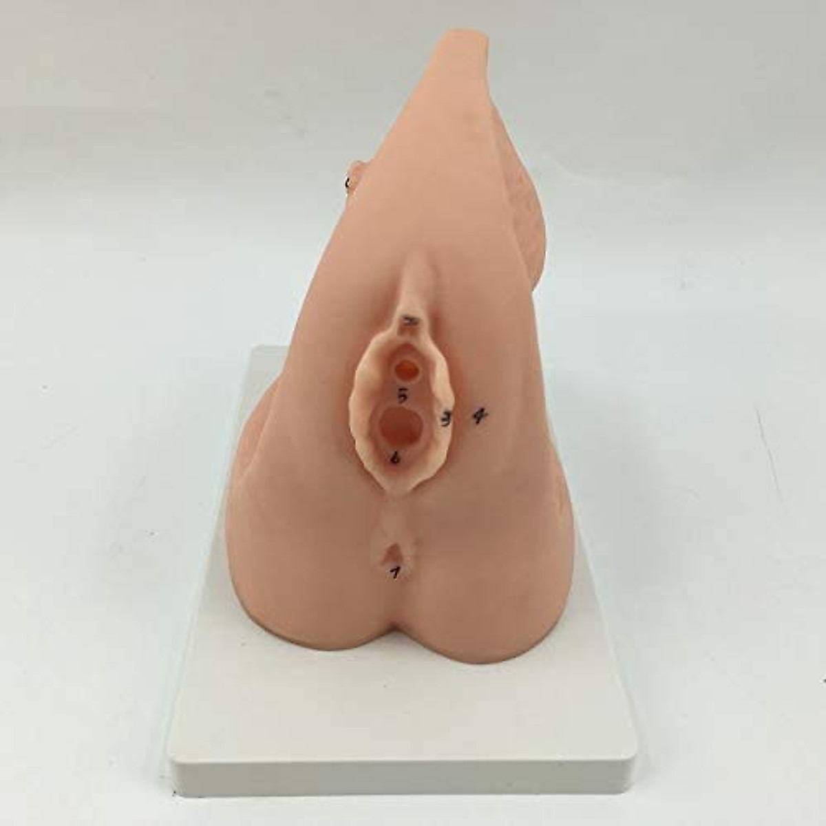 Catheterization Model, Female Internal and External Catheterization Model- PVC Manikin Teaching Model - for Gynecology Medical Educational Training Aid Medical Practice Traning Model Nursing Trainin